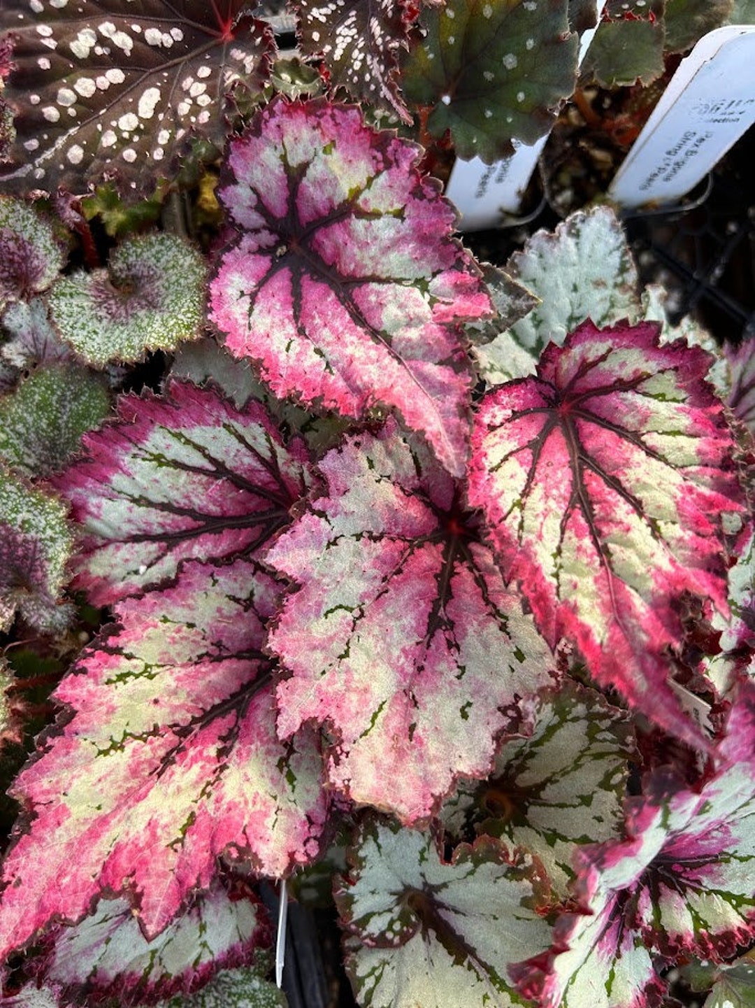 Rex Begonia 'royal Merlot' - Etsy