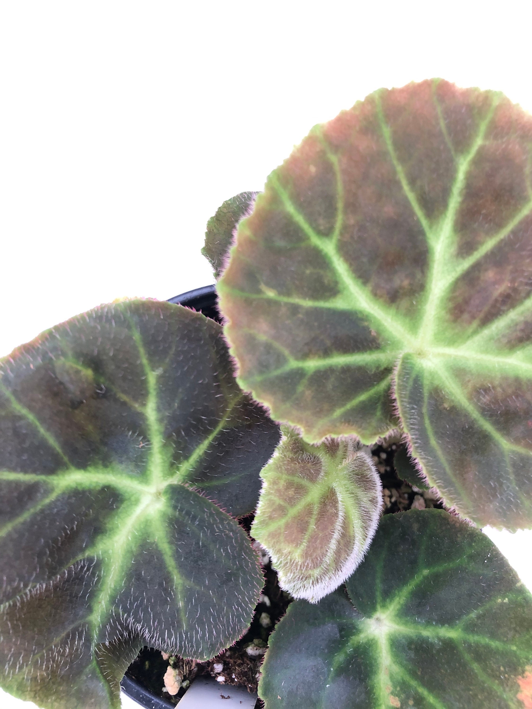 Rhizomatous Begonia 'caravan' - Etsy