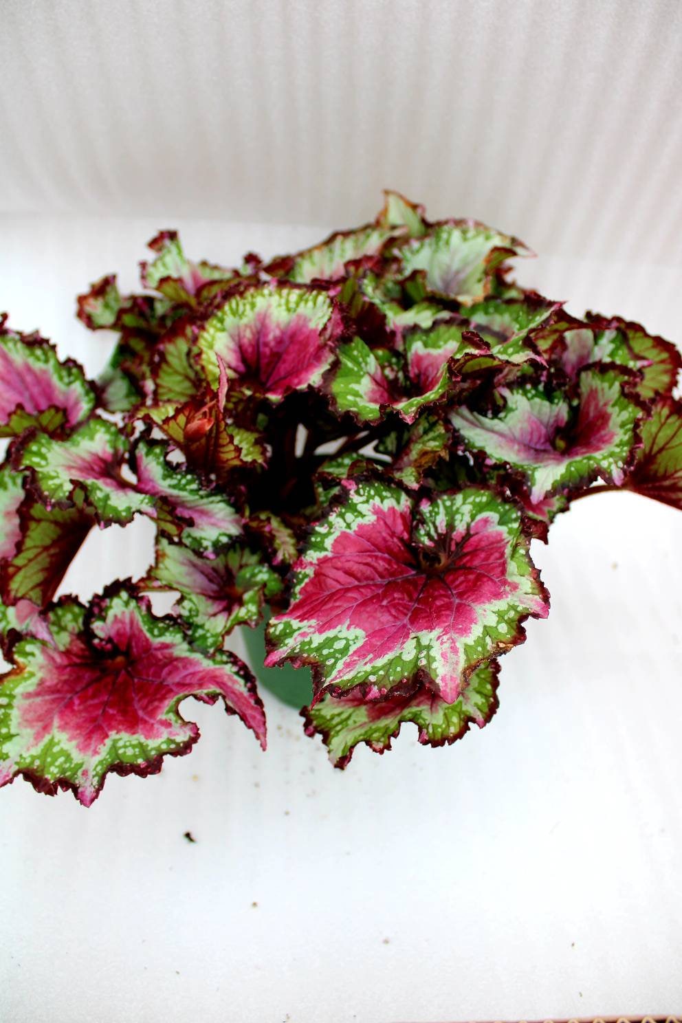 Jurassic Jr.™ Rex Begonia 'berry Swirl' - Etsy