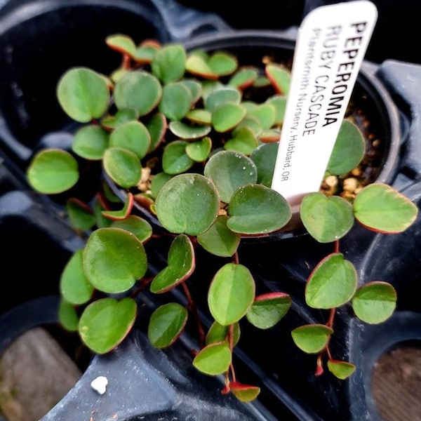 Peperomia Ruby Cascade - Etsy
