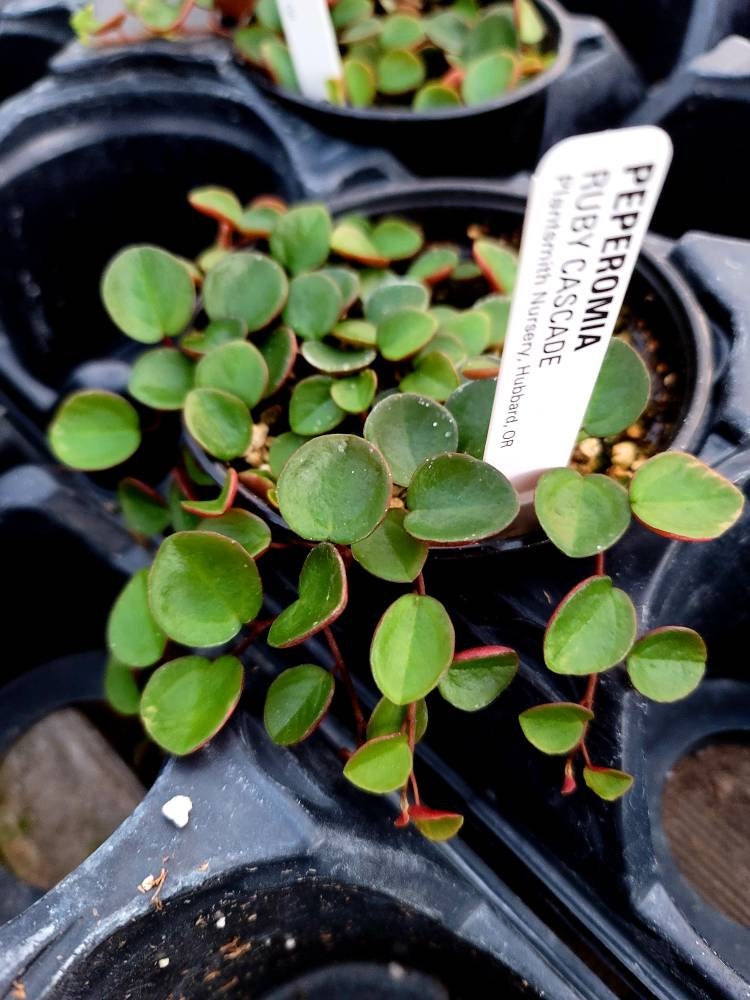 Peperomia 'ruby Cascade' | Etsy