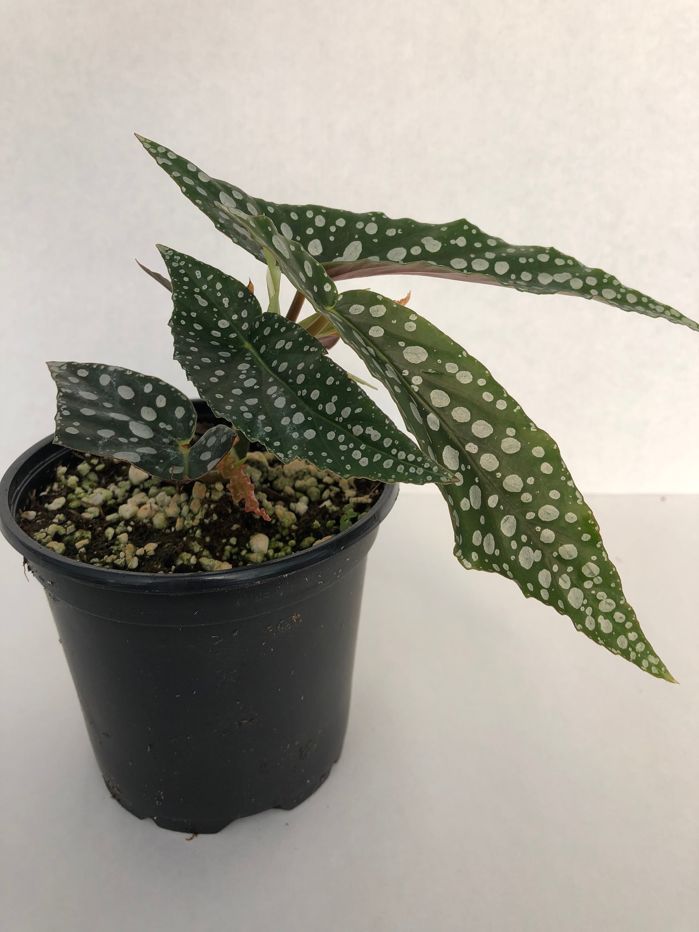 Angelwing Begonia 'cracked Ice' - Etsy