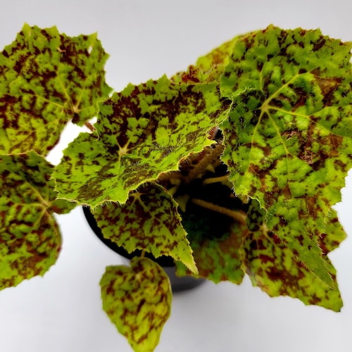 Rhizomatous Begonia 'starburst' - Etsy