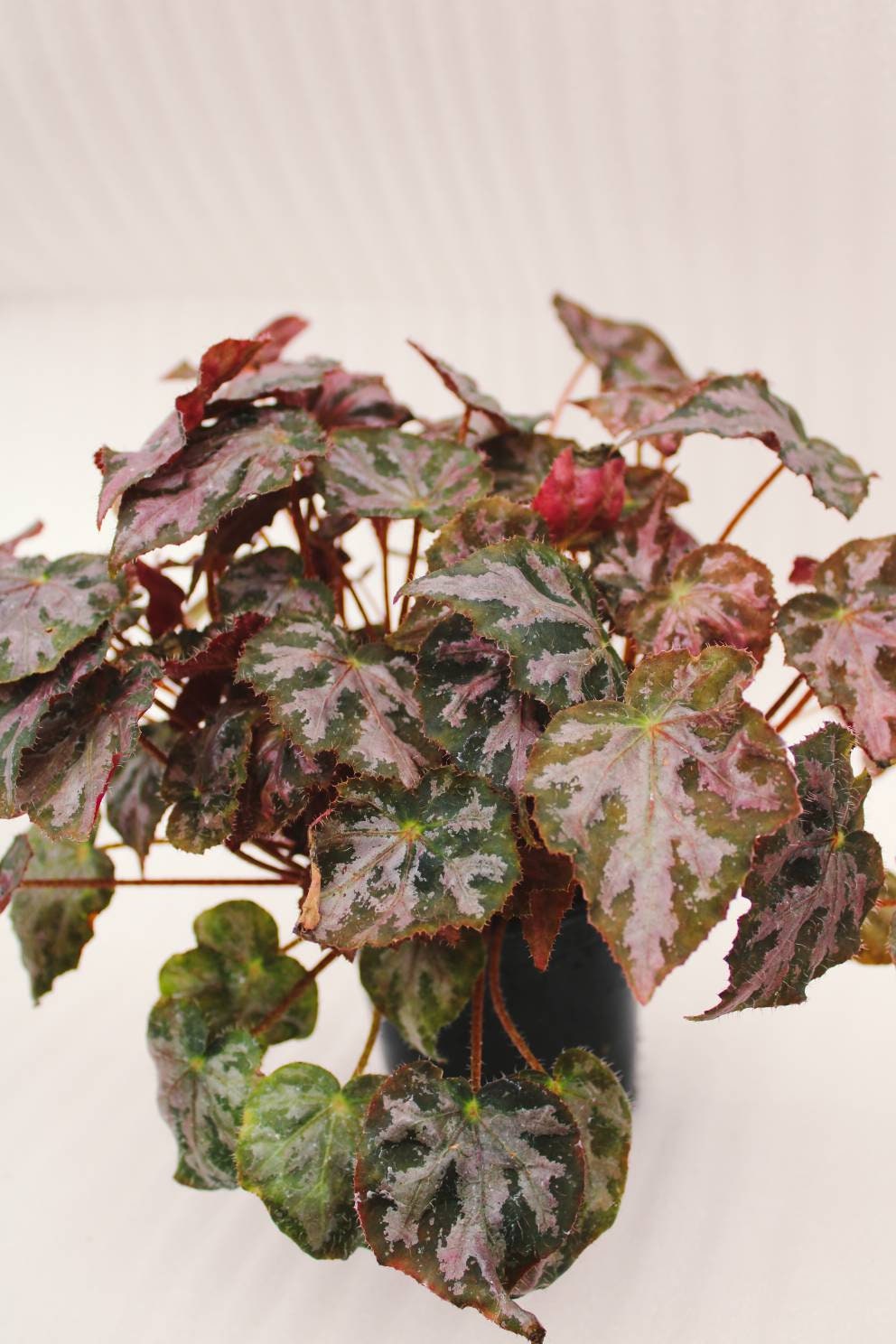 Begonia 'strawberry Creame' - Etsy