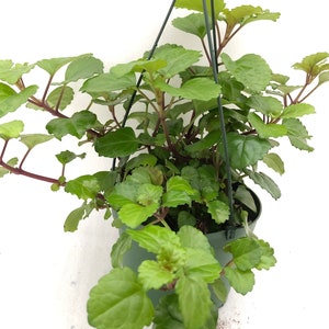 Trailing Plectranthus (swedish Ivy) - Etsy