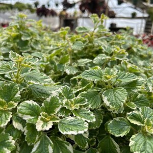 Plectranthus Coleoides Variegata ( Variegated Swedish Ivy) - Etsy