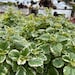 Plectranthus Coleoides Variegata ( Variegated Swedish Ivy) - Etsy
