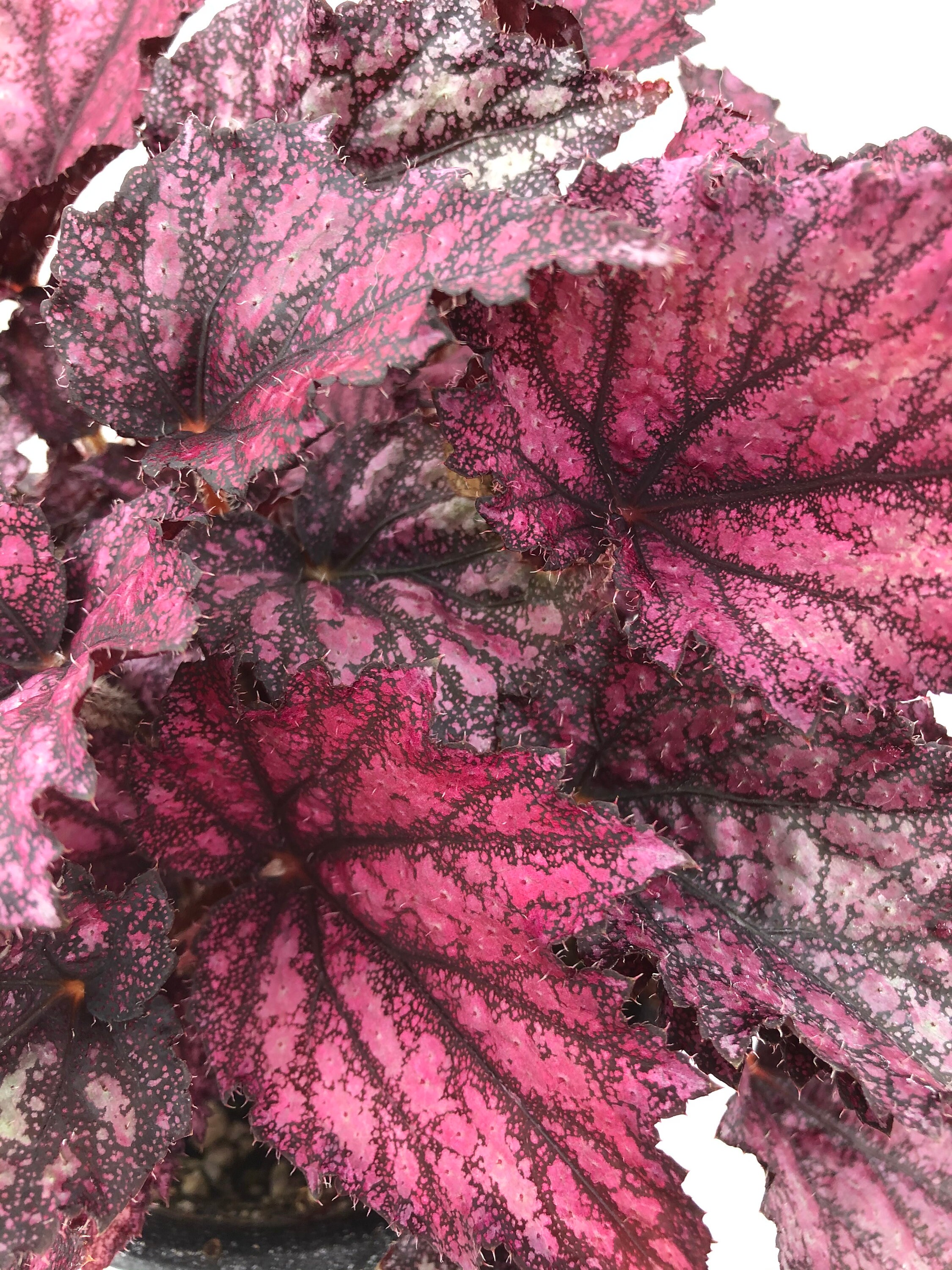 Rex Begonia 'purple Rain' BFF EXCLUSIVE - Etsy