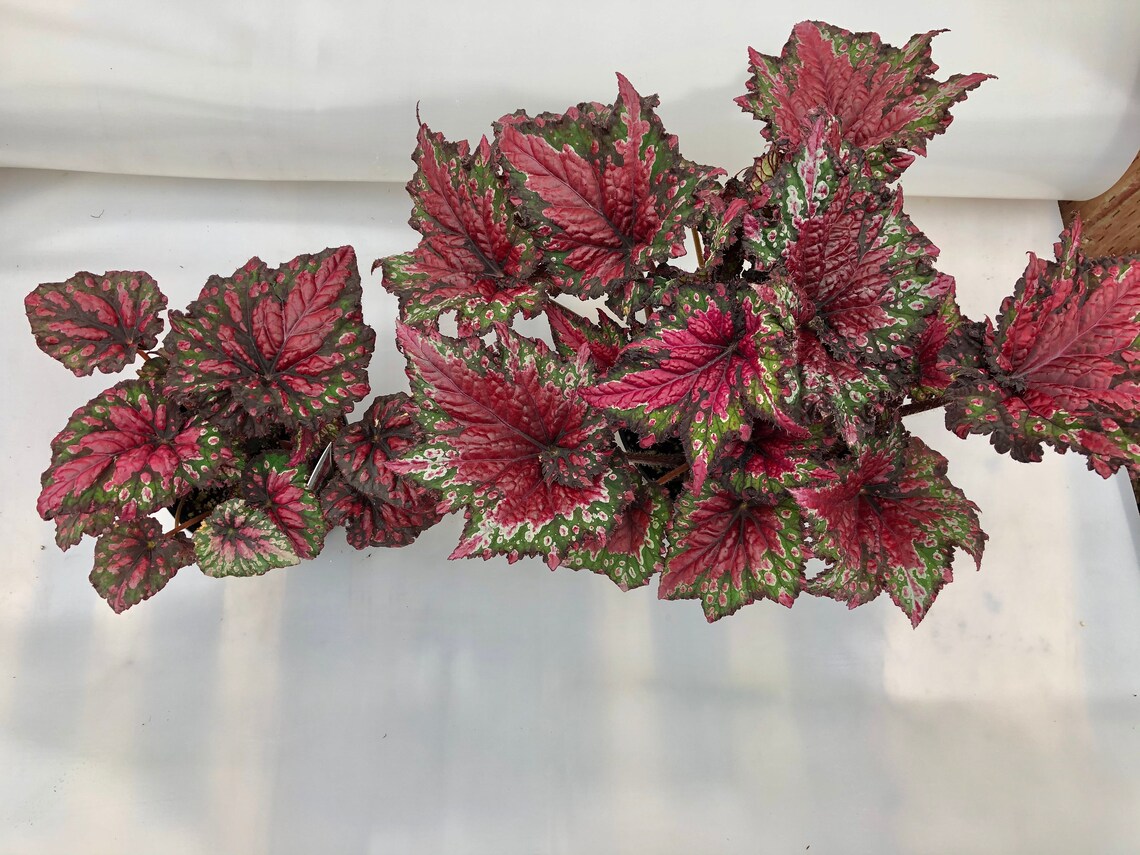 Rex Begonia 'festive Red & Green' - Etsy