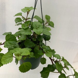 Trailing Plectranthus (swedish Ivy) - Etsy