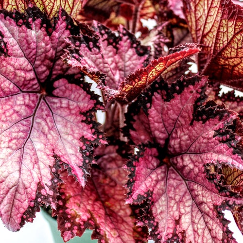 Jurassic™ Rex Begonia 'pink Splash' - Etsy