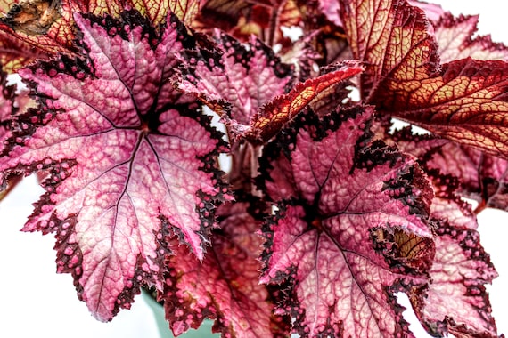 Jurassic™ Rex Begonia 'pink Shades' | Etsy