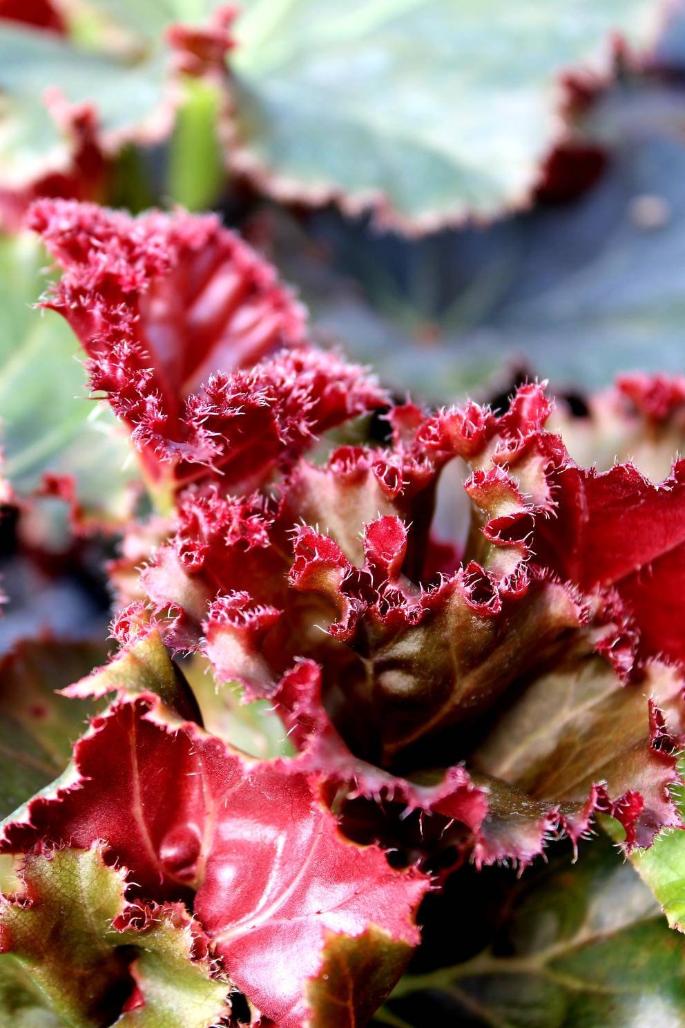 Rhizomatous Begonia 'madame Queen' - Etsy