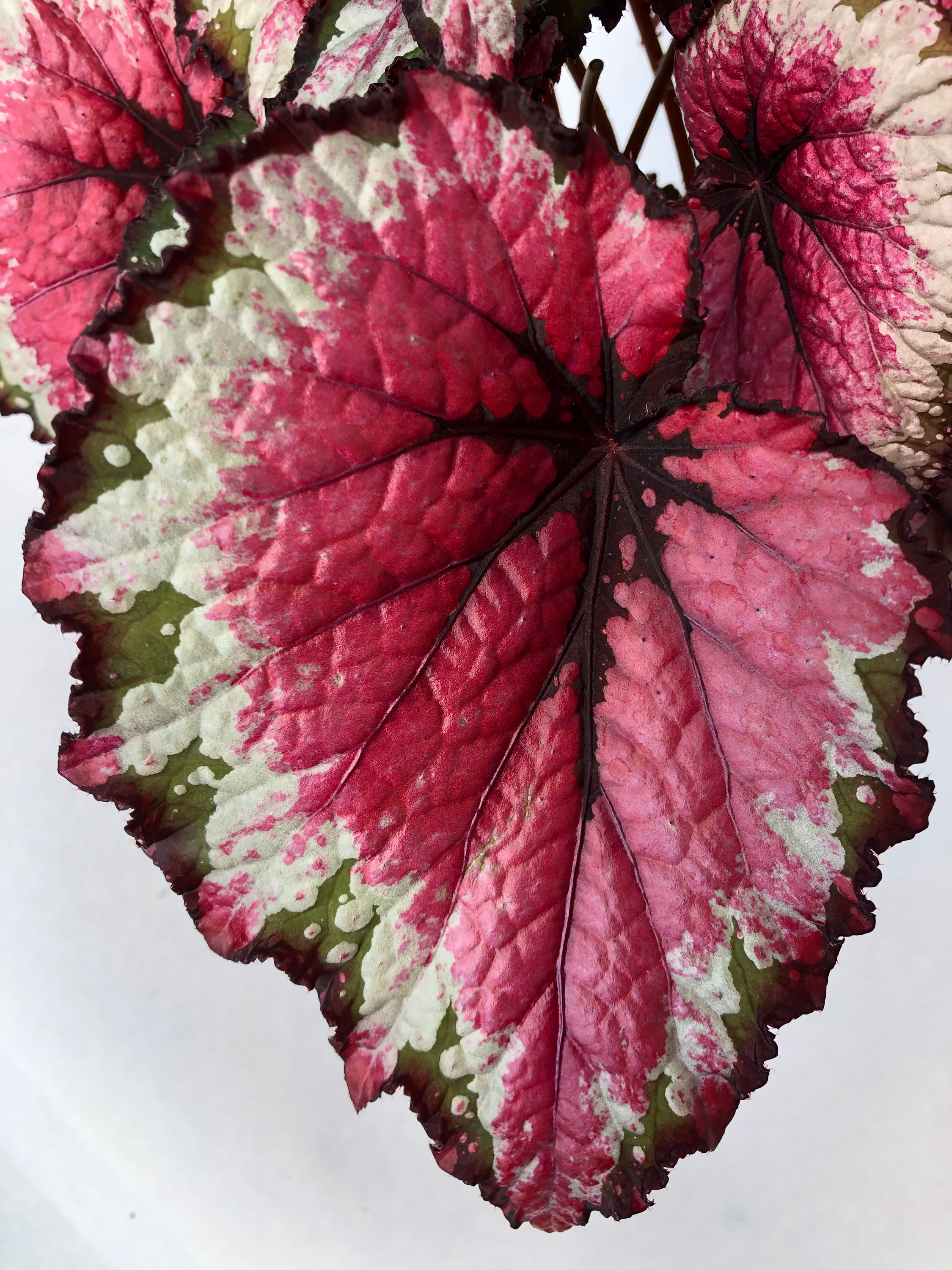 Rex Begonia 'royal Red Flash' - Etsy