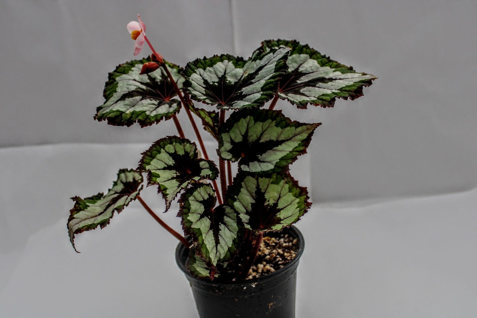 Rex Begonia 'platinum' - BFF Exclusive - Etsy