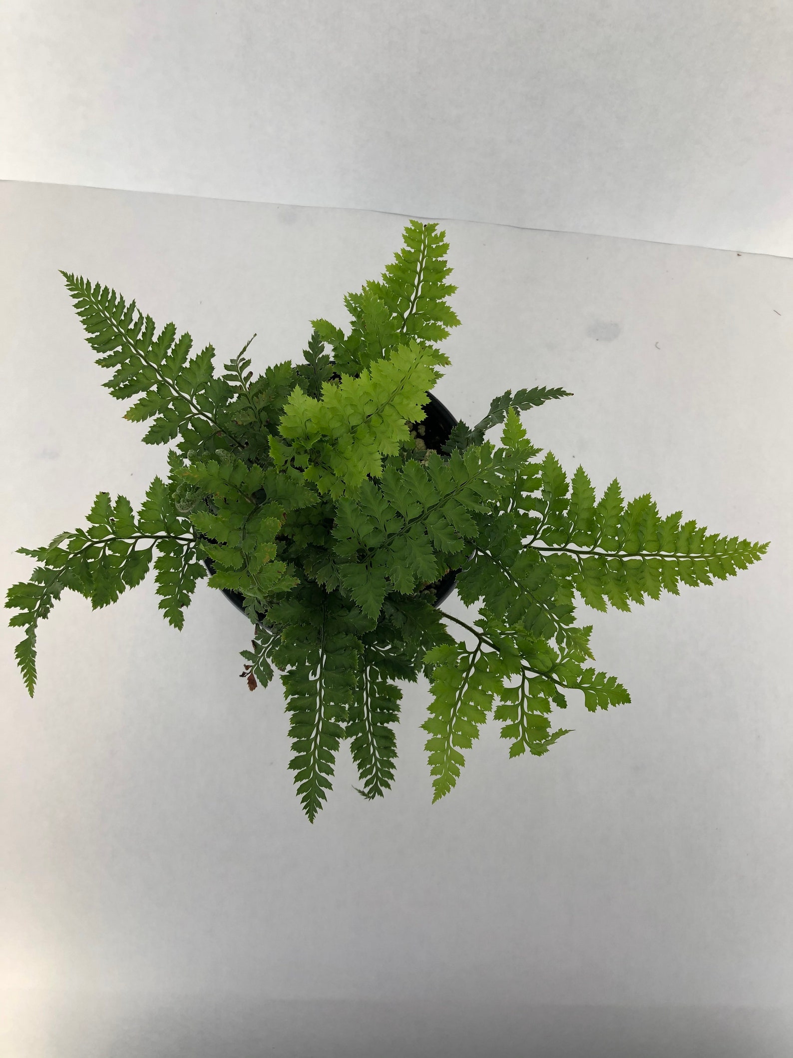 Shiny Bristle Fern | Etsy