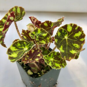 Rhizomatous Begonia 'tiger Kitten' - Etsy