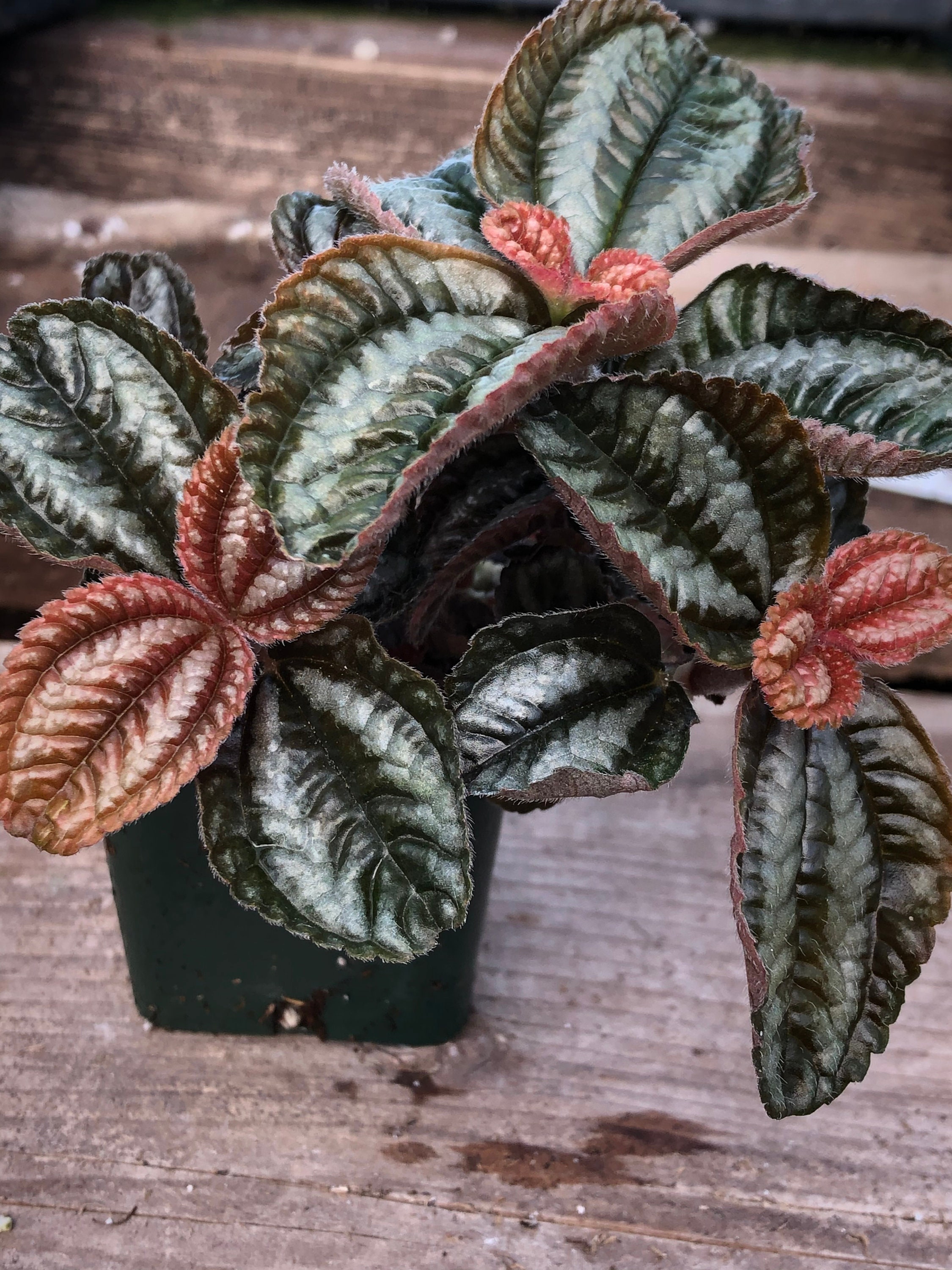 Pilea Involucrata 'friendship Plant' - Etsy