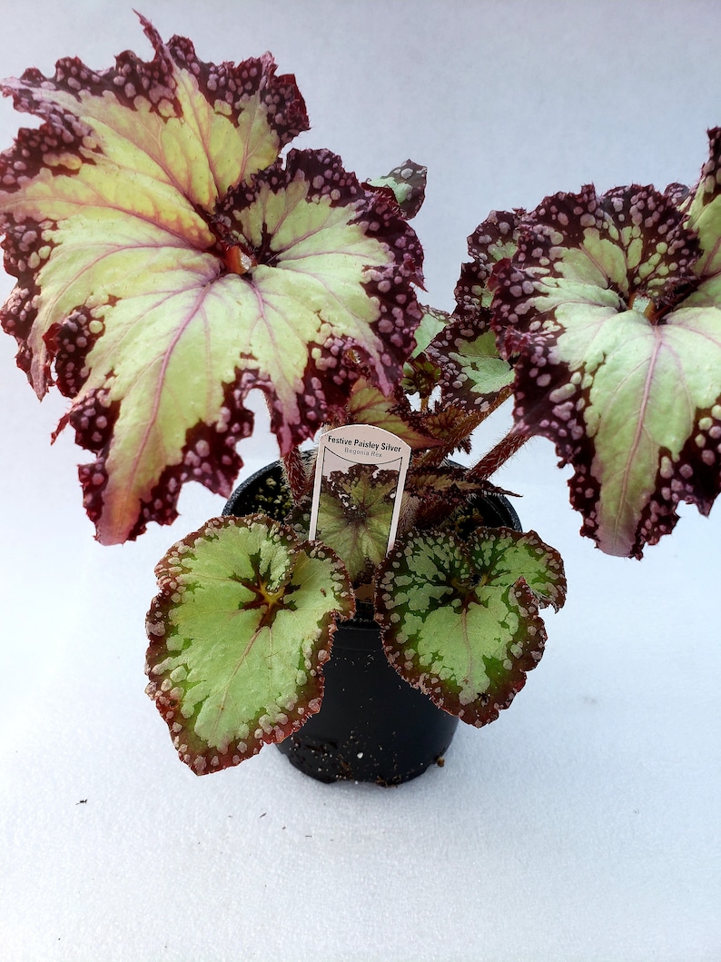 Festive Paisley Silver Rex Begonia | Etsy