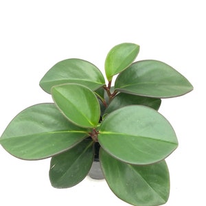 Baby Rubber Tree (peperomia Obtusifolia) - Etsy