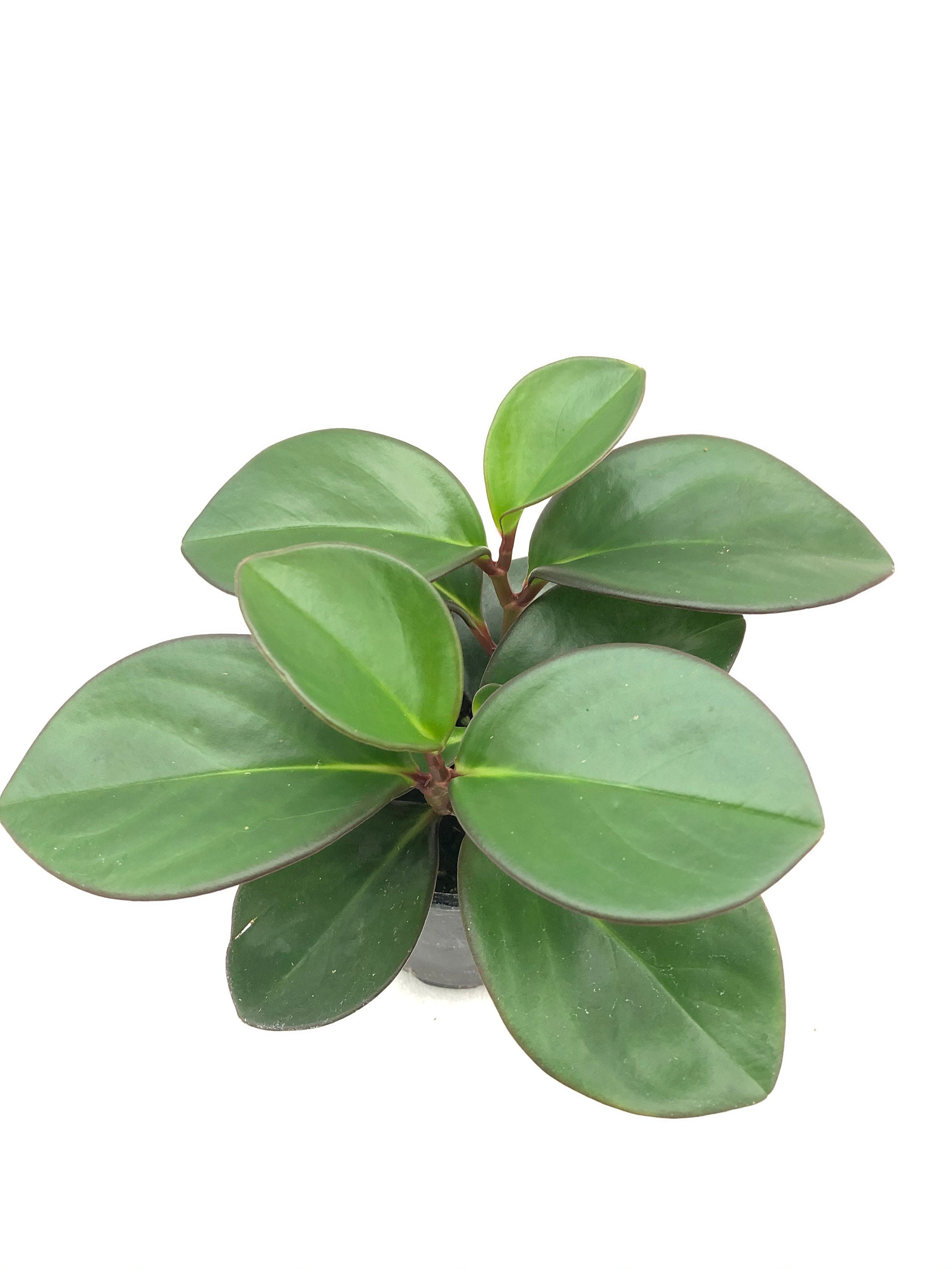 Baby Rubber Tree peperomia Obtusifolia | Etsy