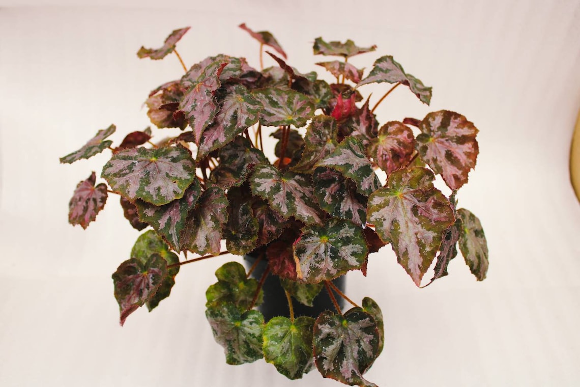 Begonia 'strawberry Creame' - Etsy