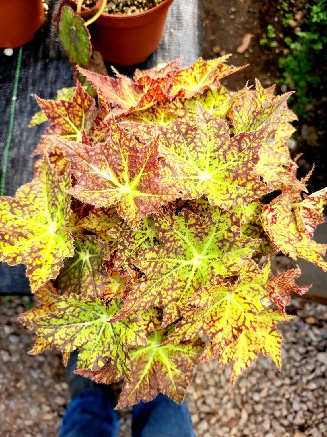 Rhizomatous Begonia 'starburst' | Etsy