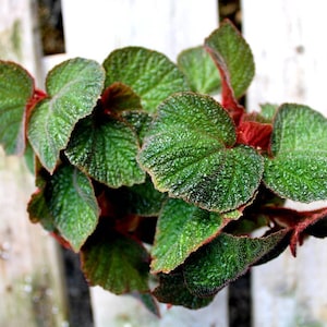 Rhizomatous Begonia 'morocco' - Etsy