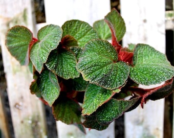 Black Velvet Begonia Rhizomatous Plant - Etsy