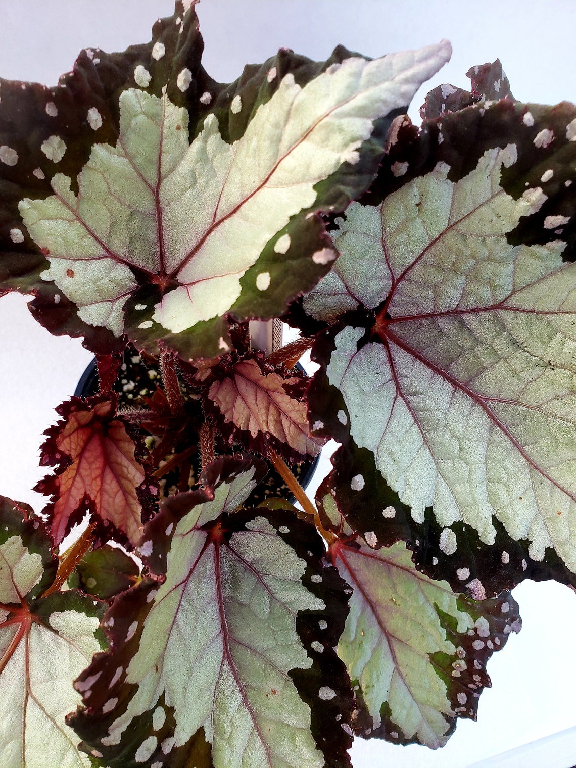 Rex Begonia 'royal Crown' - Etsy