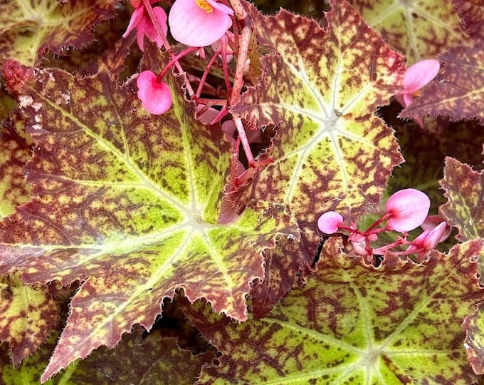 Rhizomatous Begonia 'starburst' - Etsy