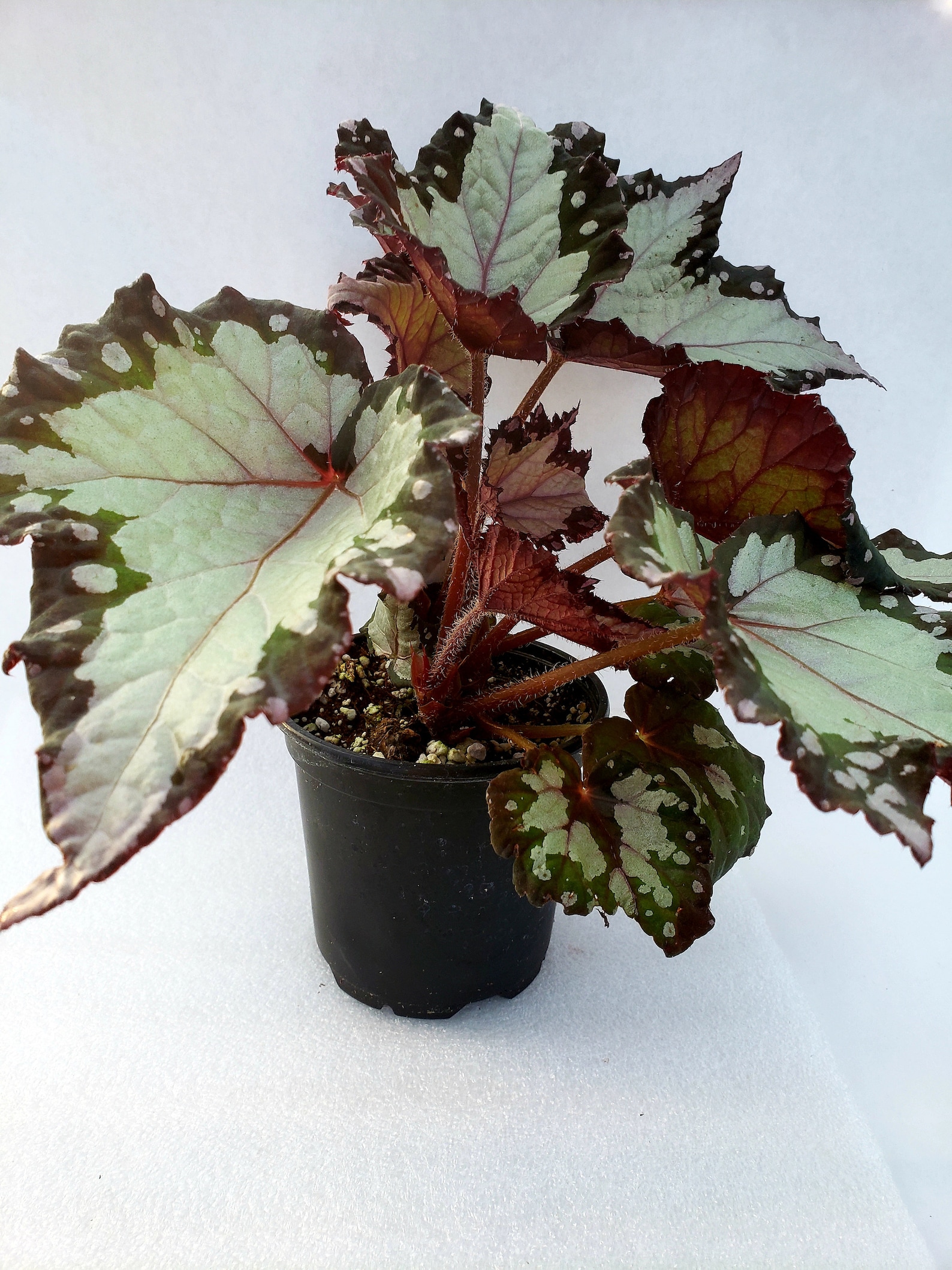 Rex Begonia 'royal Crown' - Etsy