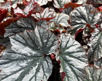 Looking Glass Cane Begonia Nodes, Unrooted, & Rooted Cuttings for ...