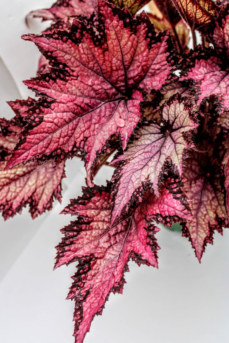 Jurassic™ Rex Begonia 'pink Shades' | Etsy