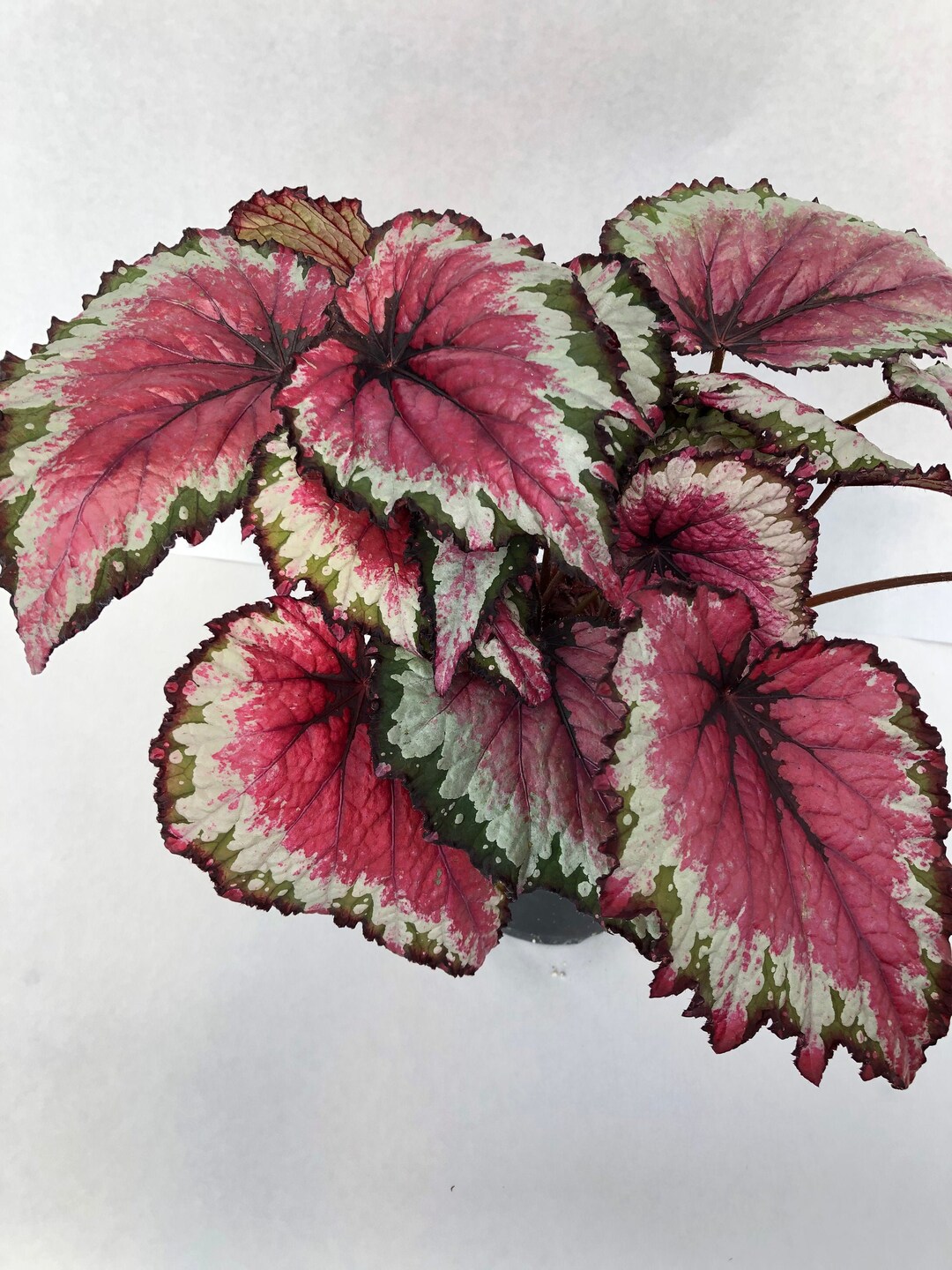 Rex Begonia 'royal Red Flash' - Etsy