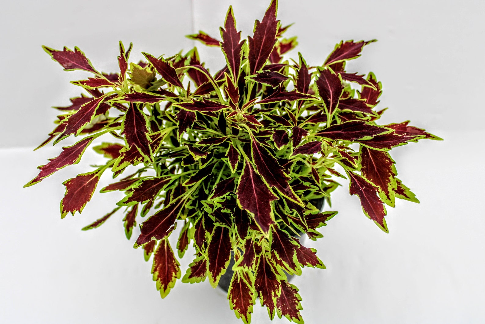 Coleus 'flamethrower Serrano' - Etsy Canada