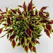 Coleus 'flamethrower Serrano' - Etsy