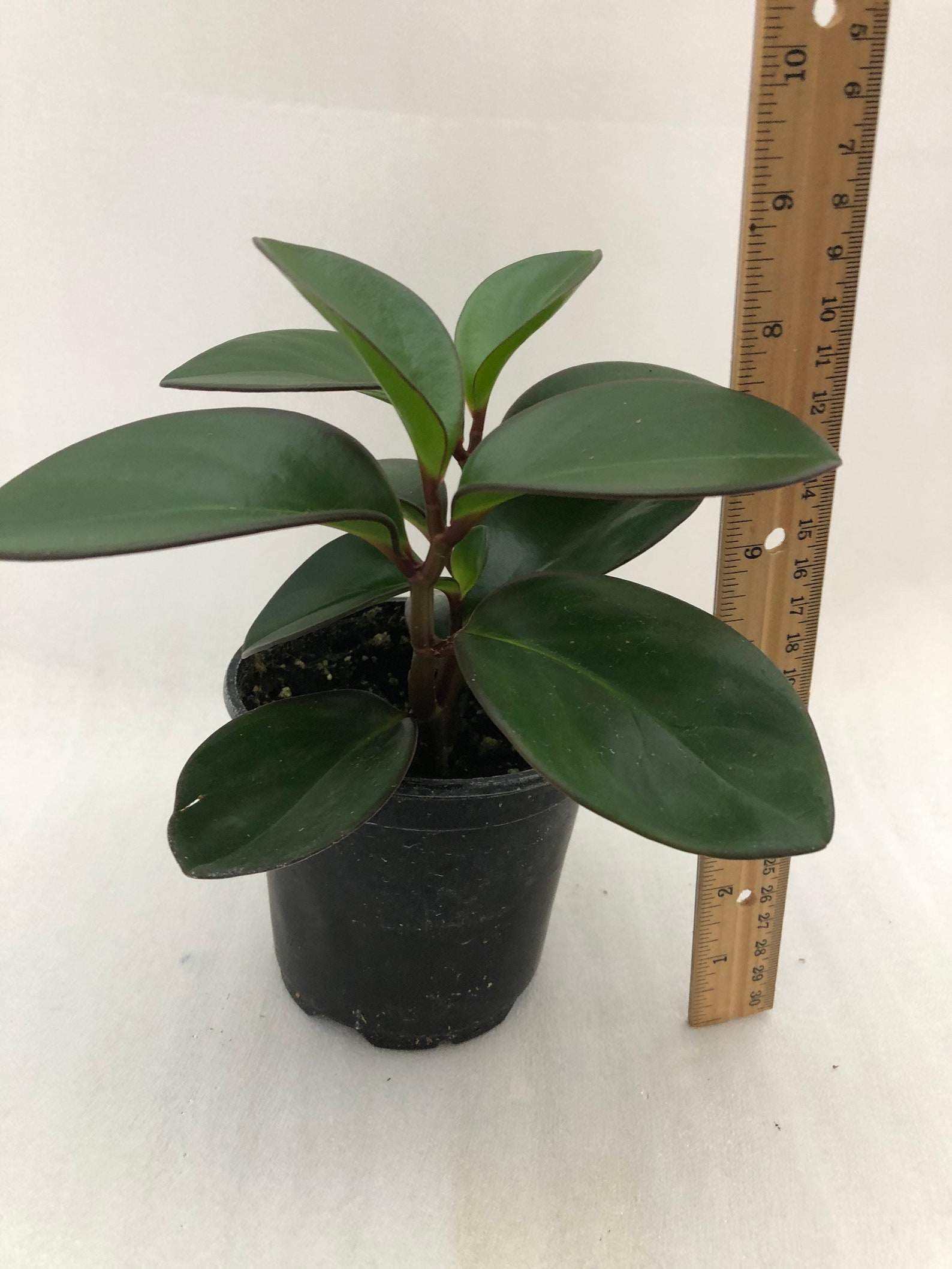 Baby Rubber Tree (peperomia Obtusifolia) - Etsy