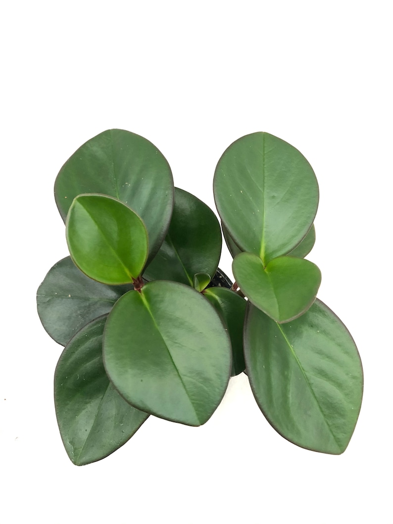 Baby Rubber Tree peperomia Obtusifolia | Etsy