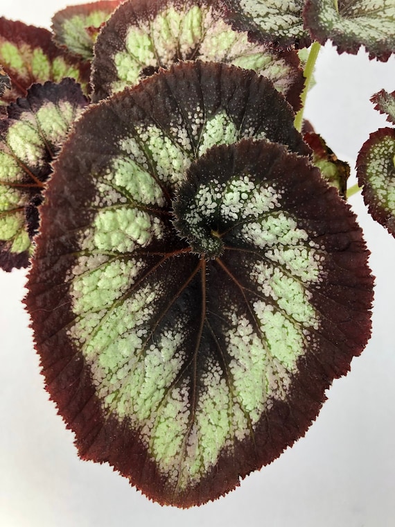 Jurassic™ Rex Begonia 'silver Swirl' - Etsy