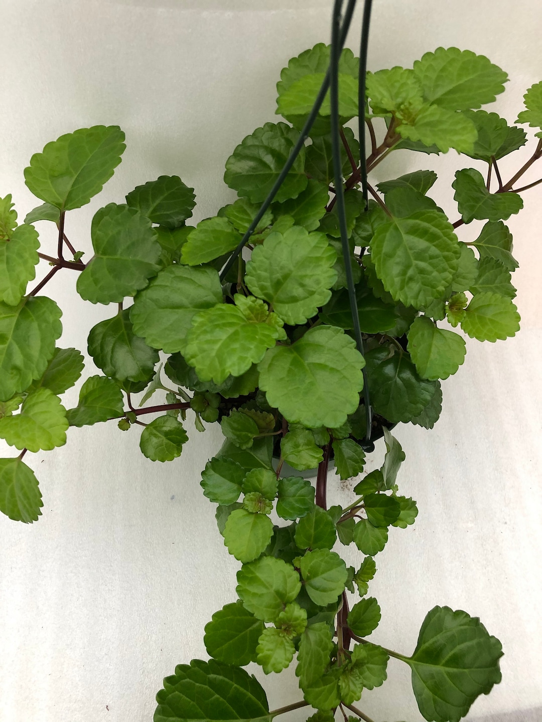 Trailing Plectranthus (swedish Ivy) - Etsy
