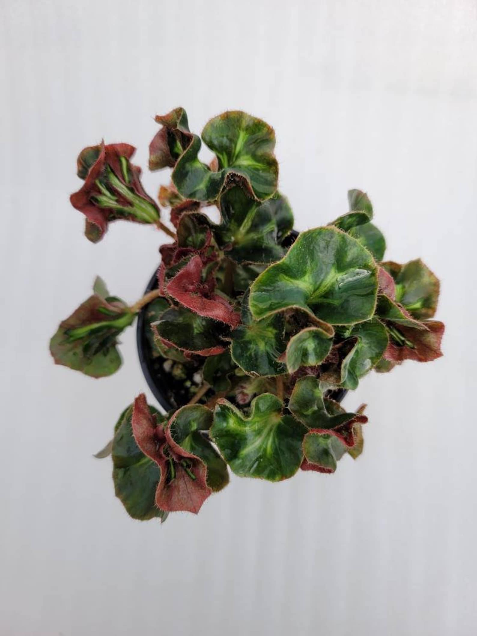 Begonia 'cathedral' - Etsy