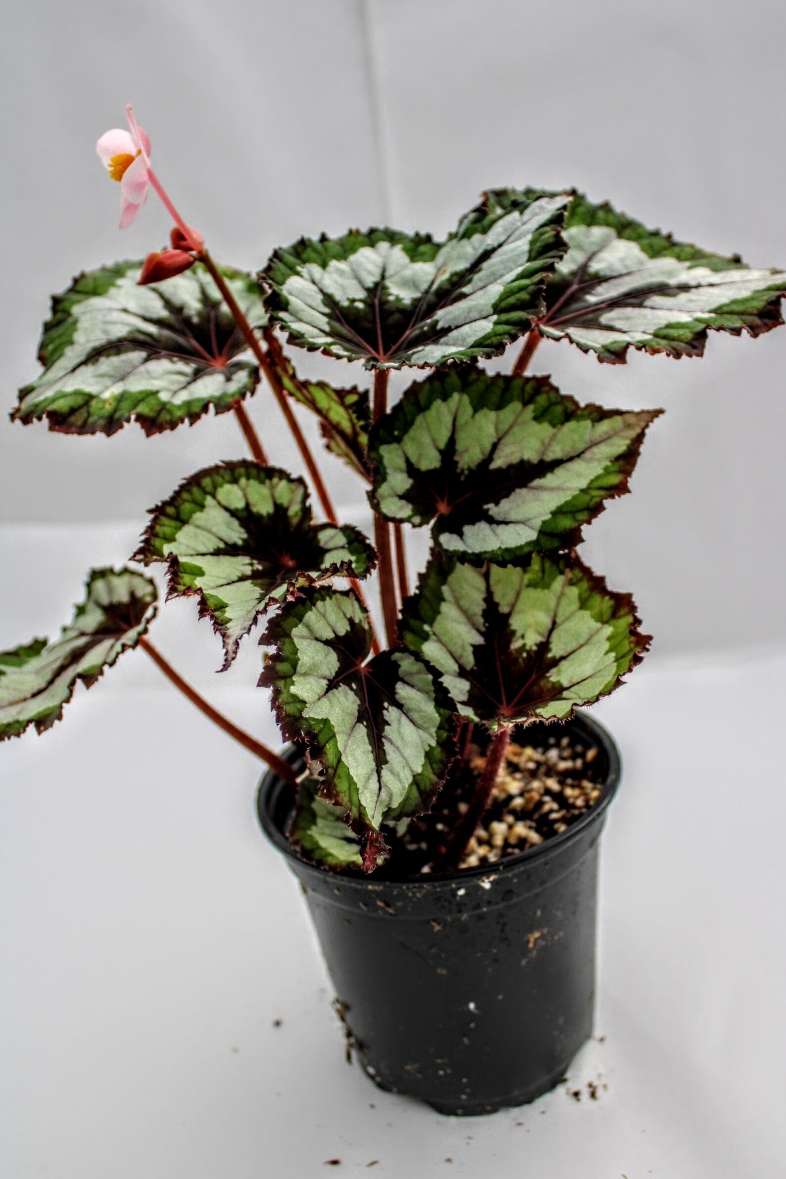 Rex Begonia 'platinum' - BFF Exclusive - Etsy
