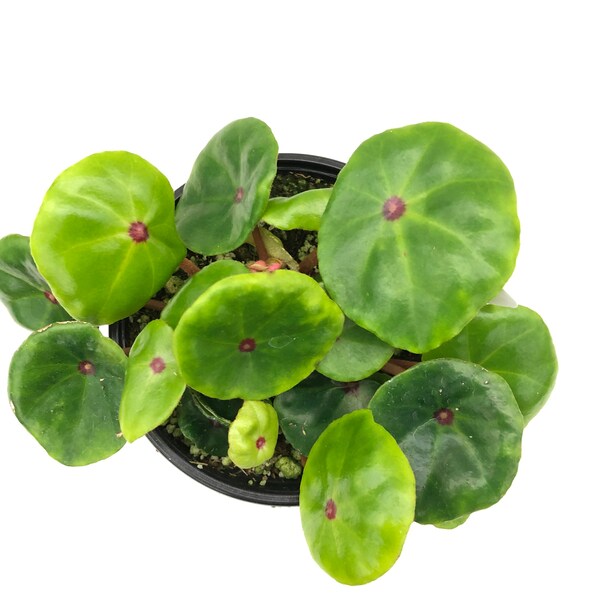 Ruby Begonia - Etsy