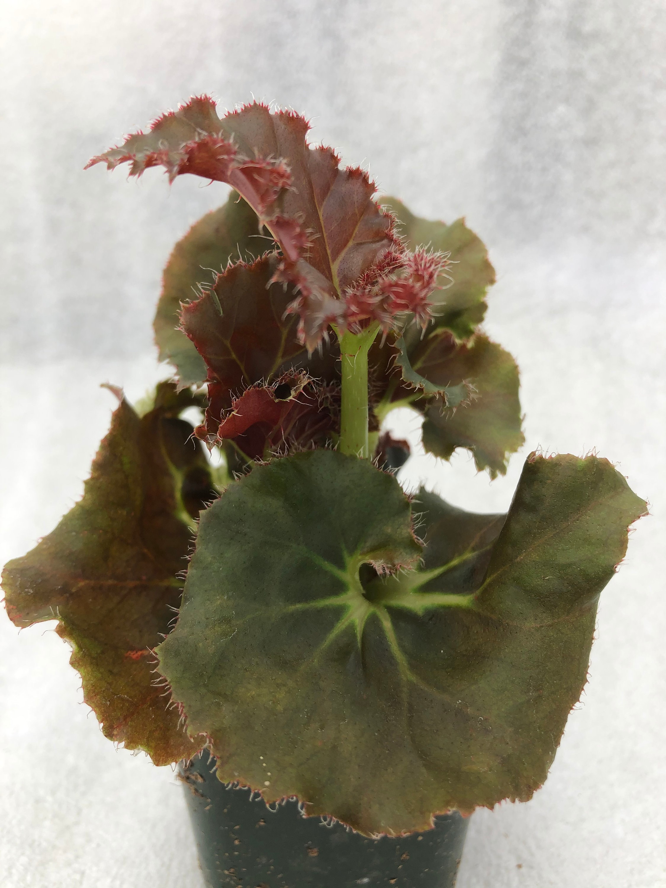 Rhizomatous Begonia 'madame Queen' - Etsy