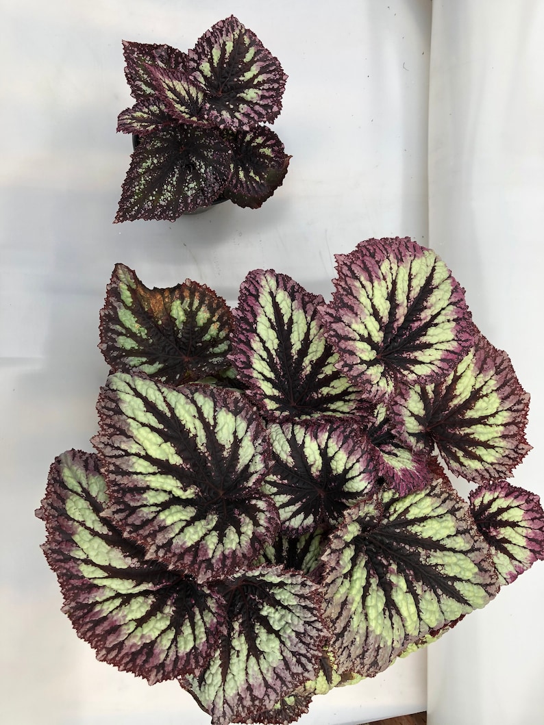 Rex Begonia 'fireworks' - Etsy