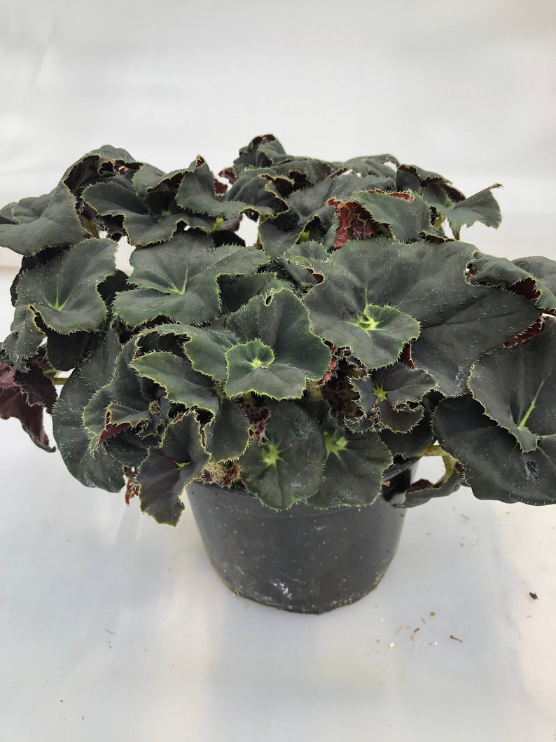 Rhizomatous Begonia 'midnight' - Etsy
