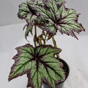 Begonia 'connee Boswell' - Etsy