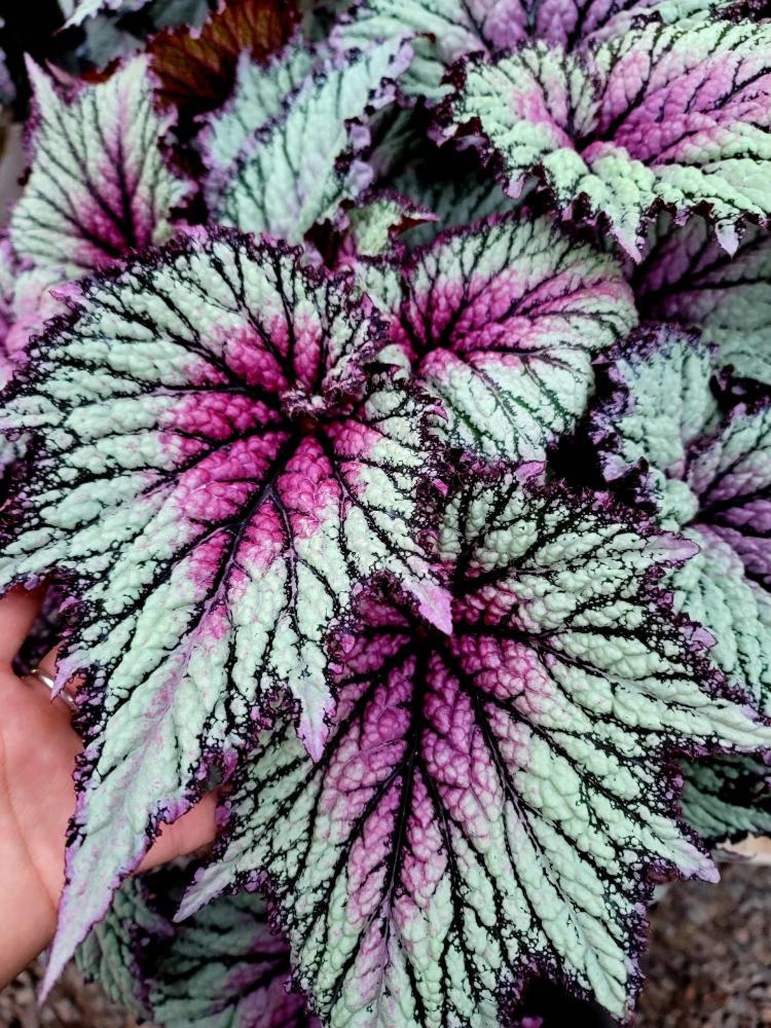 Rex Begonia 'royal Blush' - Etsy