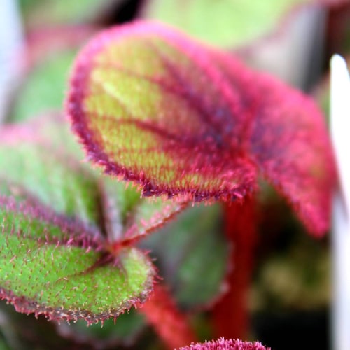 Rhizomatous Begonia 'starburst' - Etsy